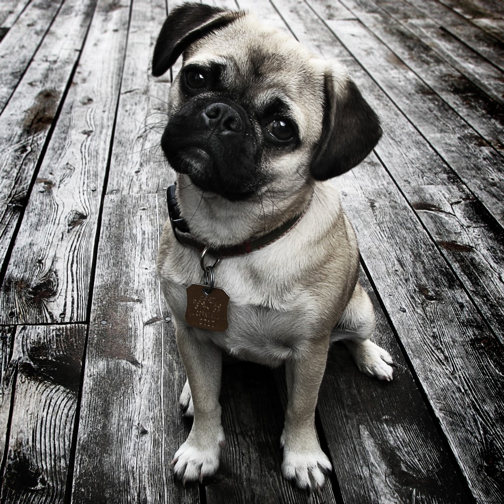 Unique Pug Names
