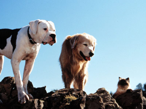 Top 10 Dog Movies Of All-Time