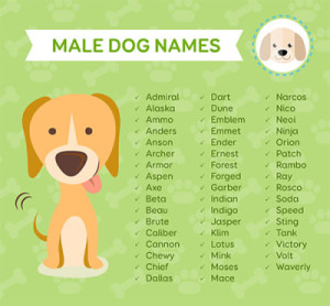 Male Dog Names