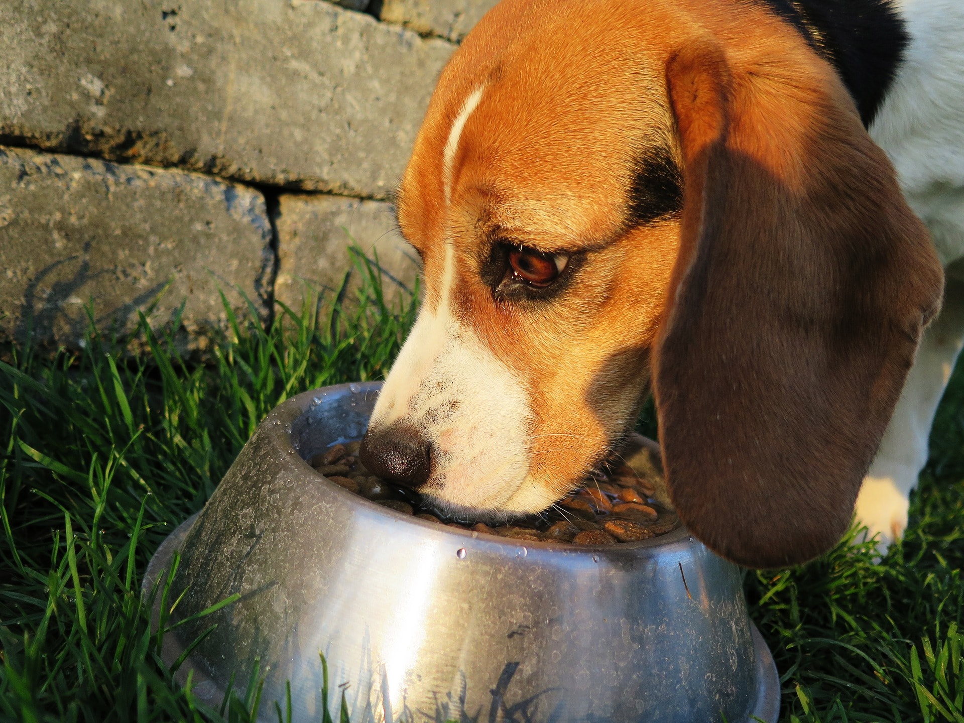 New Dog Shopping List